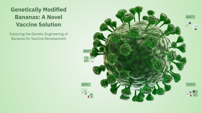 Genetically Modified Bananas: A Novel Vaccine Solution by Kayman Mangat ...