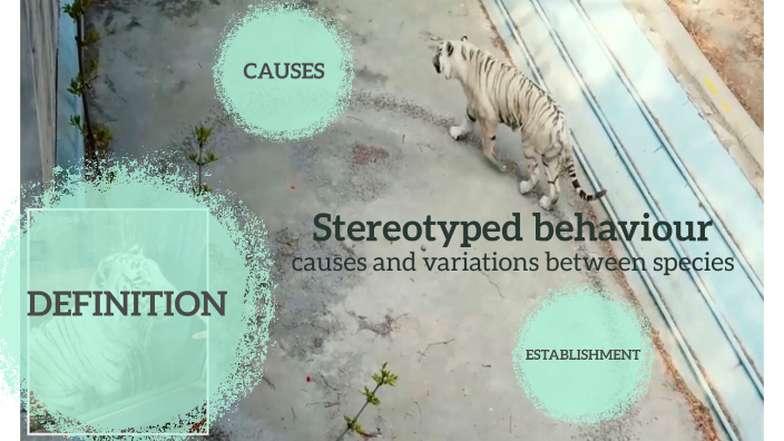 Stereotyped behaviour - causes and variation between species by Lisa ...