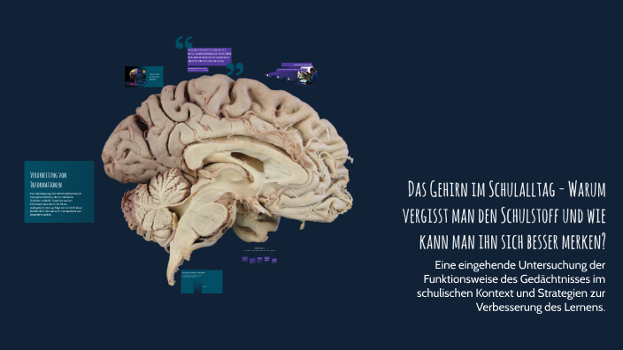 Das Gehirn im Schulalltag - Warum vergisst man den Schulstoff und wie ...