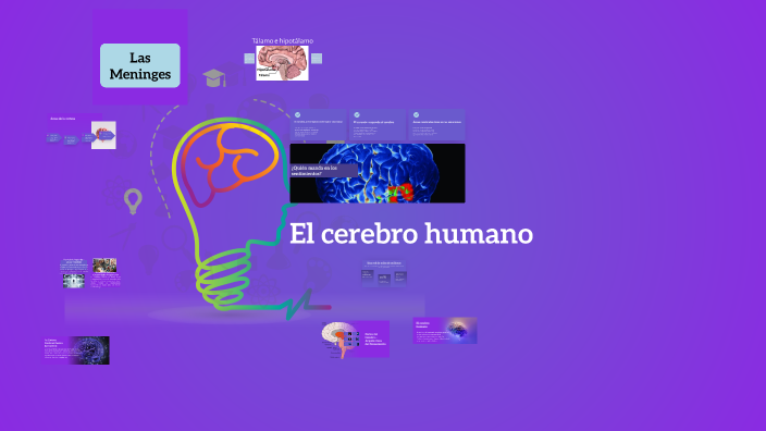 El cerebro humano by Gaby Cobos on Prezi
