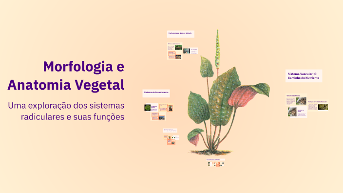 Morfologia e Anatomia Vegetal by Victor Chamone on Prezi