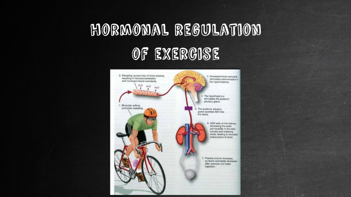 hormonal response to exercise by Aya Yousry on Prezi