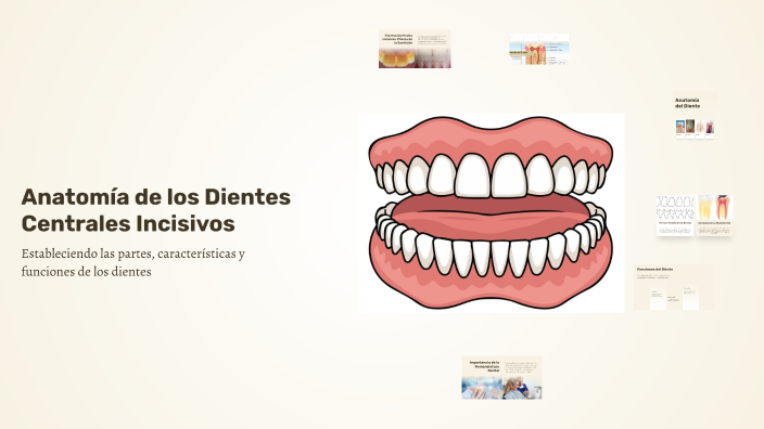 Anatomía de los Dientes Centrales Incisivos by Carol Dayana Secue on Prezi