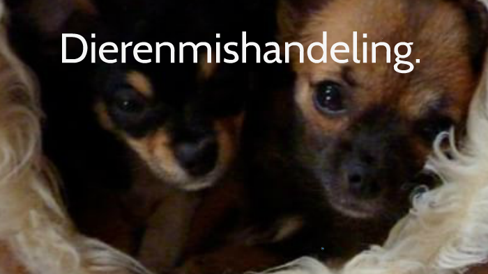 Spreekbeurt Sara Dierenmishandeling. by Sarah Je on Prezi