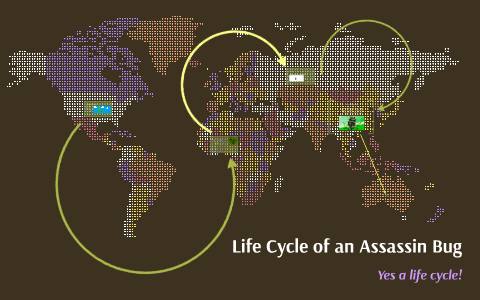 Life cycle of an assassin bug by Matthew Wright on Prezi