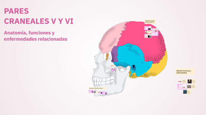 PARES CRANEALES V Y VI by Rocio Gallo on Prezi