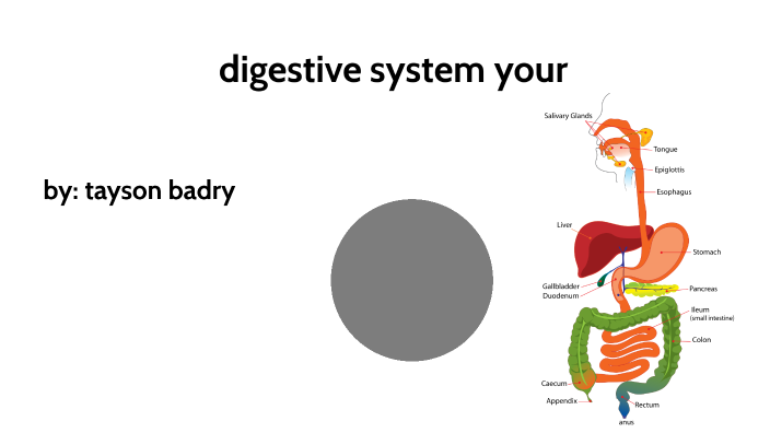 digestive system tour by TAYSON BADRY on Prezi