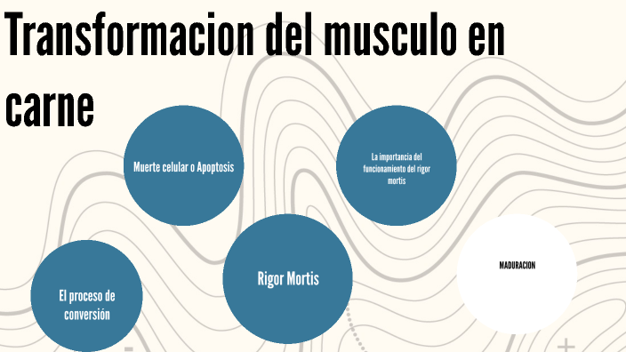 Transformación del musculo en carne by Javier Florez Larios on Prezi