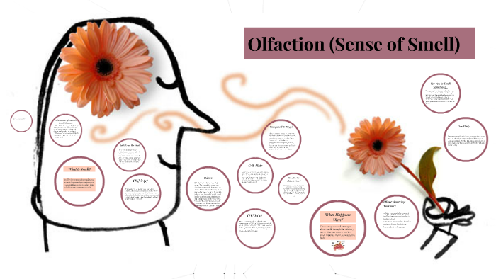 Olfaction (Sense of Smell) by Ashley Nisbett on Prezi