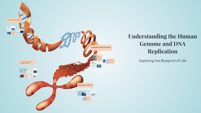 Understanding the Human Genome and DNA Replication by bidisha meher on ...
