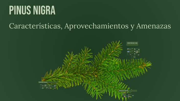 Pinus Nigra by Bruno Umegbolu on Prezi