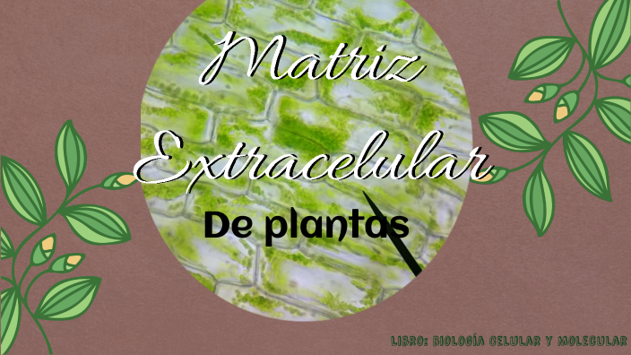 Extracellular Matrix in Plants by Xiomara Rodríguez on Prezi