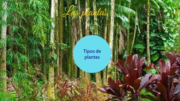 las plantas by Matthew Sebastián YTAHASHI MONZÓN on Prezi