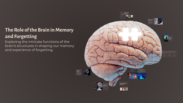 The Role of the Brain in Memory and Forgetting by SHIVANI RANA on Prezi