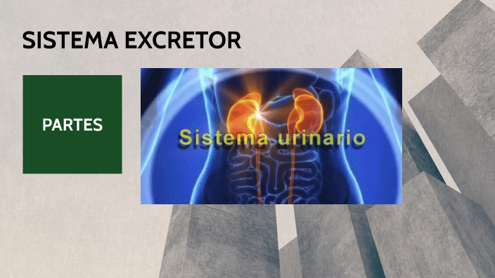 SISTEMA EXCRETOR by edgar jimenez on Prezi