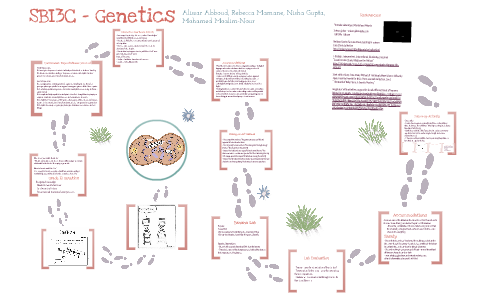 Grade 11 Genetics by Nisha Gupta on Prezi