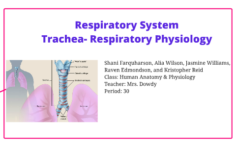 Where is the trachea located? by Shani Farquharson on Prezi