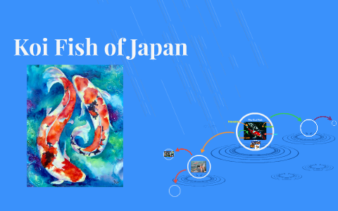 Koi Fish of Japan by Taylor Newman on Prezi