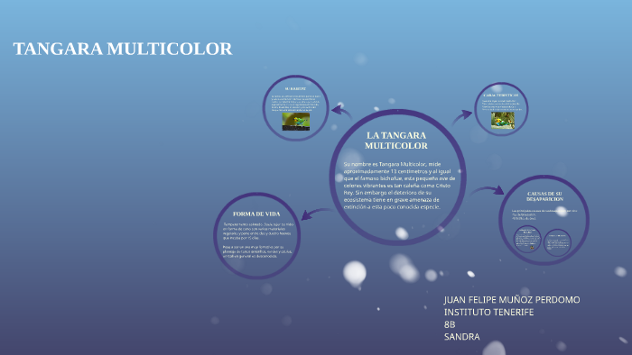 TANGARA MULTICOLOR by Juan Perdomo on Prezi