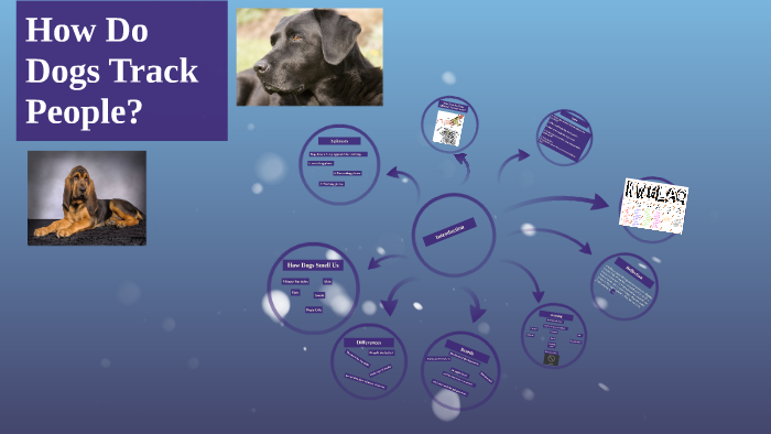 How Do Dogs Track People by Sophie Lee on Prezi
