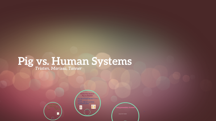 Pig vs. Human Systems by Marissa Munoz on Prezi