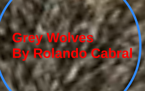 Grey Wolves by rolando custodio on Prezi