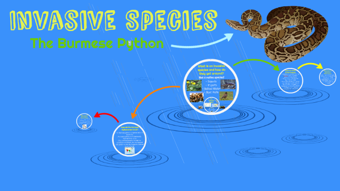 Invasive Species: Burmese Pythons by Japinder Narula on Prezi