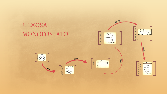 HEXOSA MONOFOSFATO by karla rodriguez on Prezi