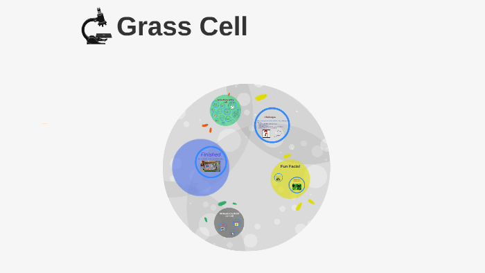 Grass Cell by Frances McLachlan on Prezi