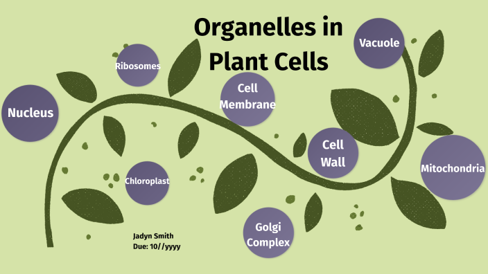 Cell Organelle Project- AP Biology by Jadyn Smith on Prezi