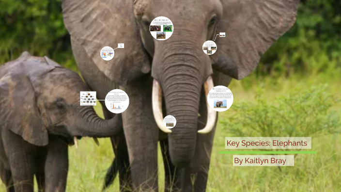Key Species: Elephants by kaitlyn bray on Prezi