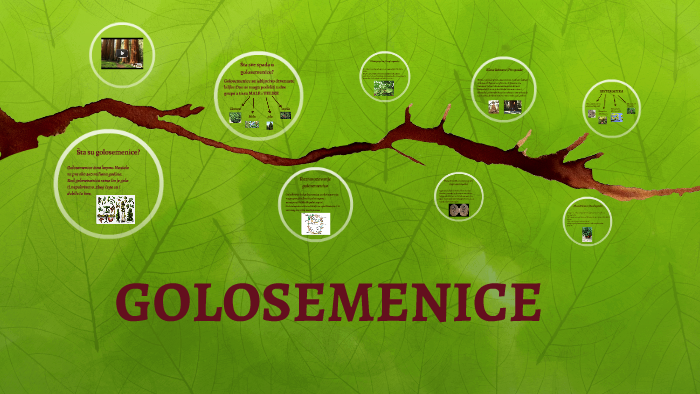 GOLOSEMENICE by Ana Petrovic on Prezi