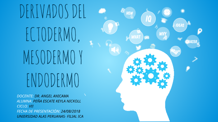 DERIVADOS DEL ECTODERMO,MESODERMO Y ENDODERMO by Keyla Peña Escate on Prezi