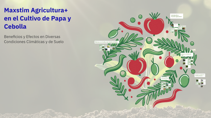 Maxstim Agricultura+ en el Cultivo de Papa y Cebolla by DANIELA LOPEZ ...