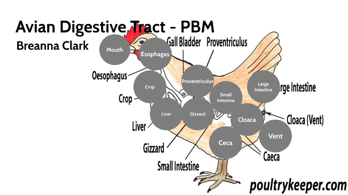 Avian Digestive Tract by Breanna Clark on Prezi