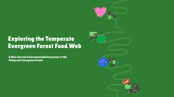 Exploring the Temperate Evergreen Forest Food Web by Kayla Pearson on Prezi