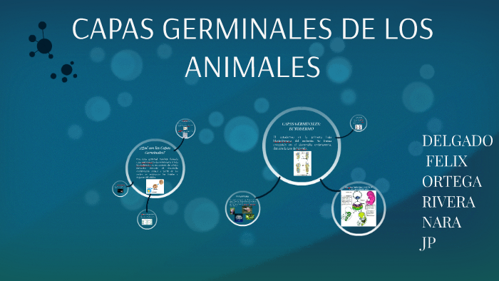 CAPAS GERMINALES DE LOS ANIMALES by Alan G Delgado Morales on Prezi