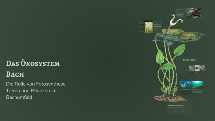 Das Ökosystem Bach by lionel toplana on Prezi