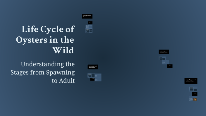Life Cycle of Oysters in the Wild by prezi account on Prezi
