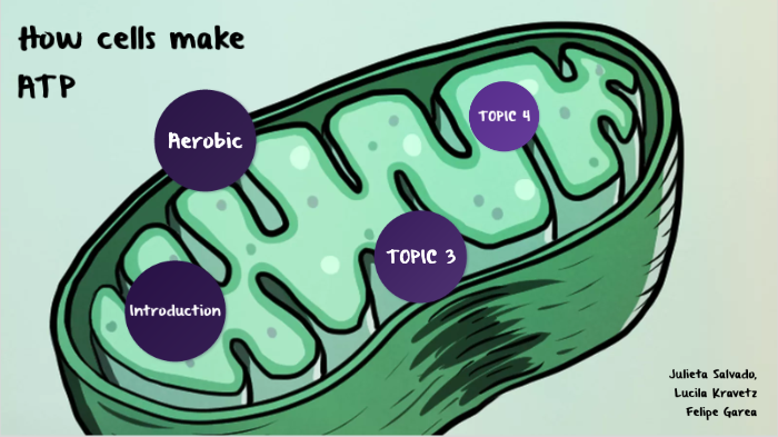How cells make ATP by Lucila Kravetz on Prezi