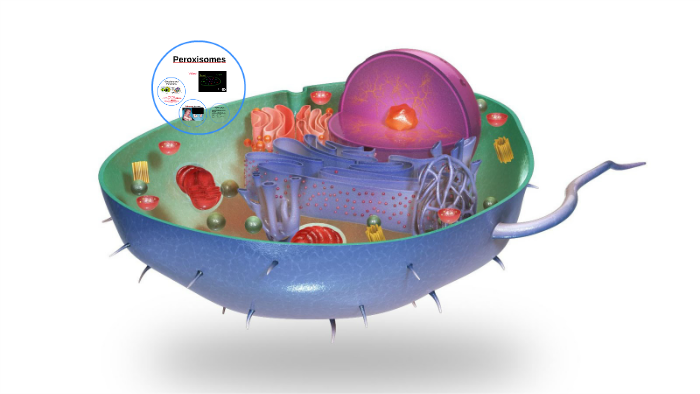 Peroxisome by Aislinn Abbott on Prezi