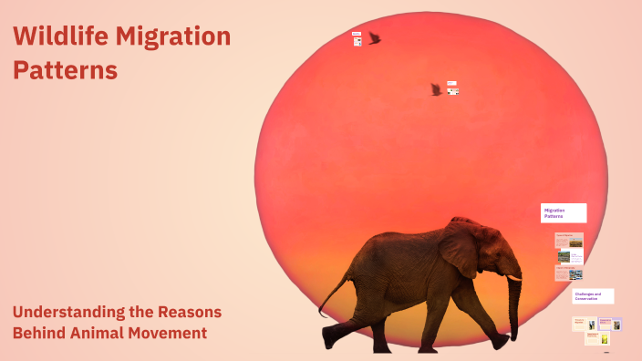 Wildlife Migration Patterns by Parmar Himanshu on Prezi