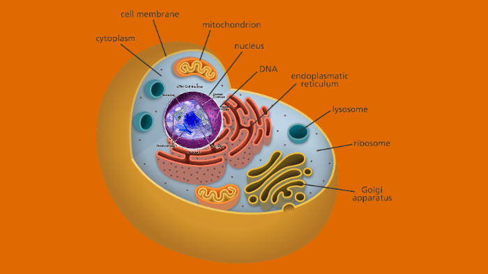 cell prezi by Christopher Ryan on Prezi