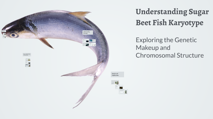Understanding Sugar Beet Fish Karyotype by Maryam Gheisvandi on Prezi