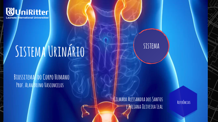 Sistema Urinário by Ju Leal on Prezi