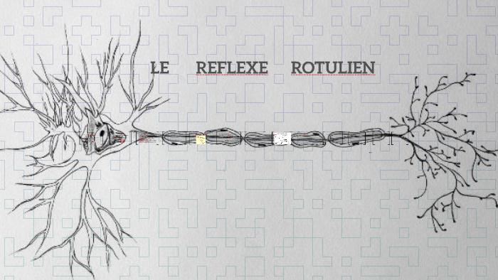 LE REFLEXE ROTULIEN by Anas MASROUR on Prezi