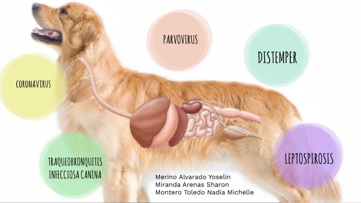 MEDICINA PREVENTIVA PERRO by Yoselin Merino on Prezi