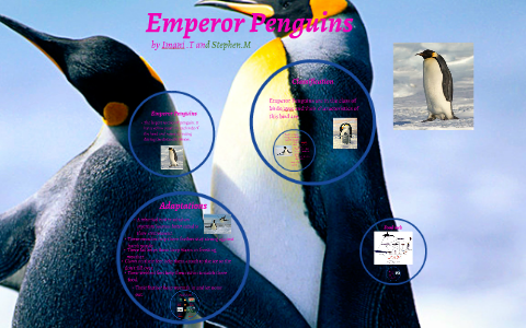 Emperor Penguins by imani tucker on Prezi
