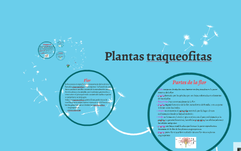 Plantas traqueofitas by isabela jativa on Prezi