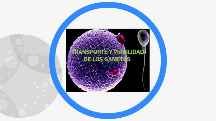 VIABILIDAD DE LOS GAMETOS by Ricardo Baez on Prezi
